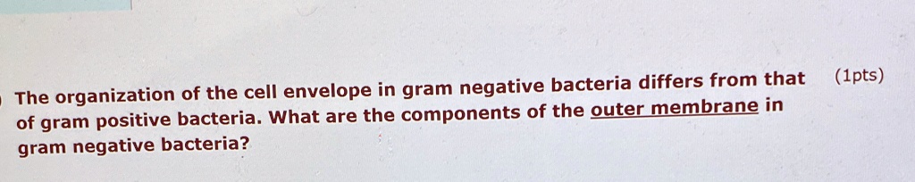 the organization of the cell envelope in gram negative bacteria differs ...