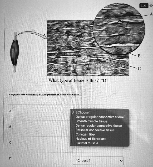 What type of tissue is this? "D" Copyright © John Wiley Sons, Inc. All ...