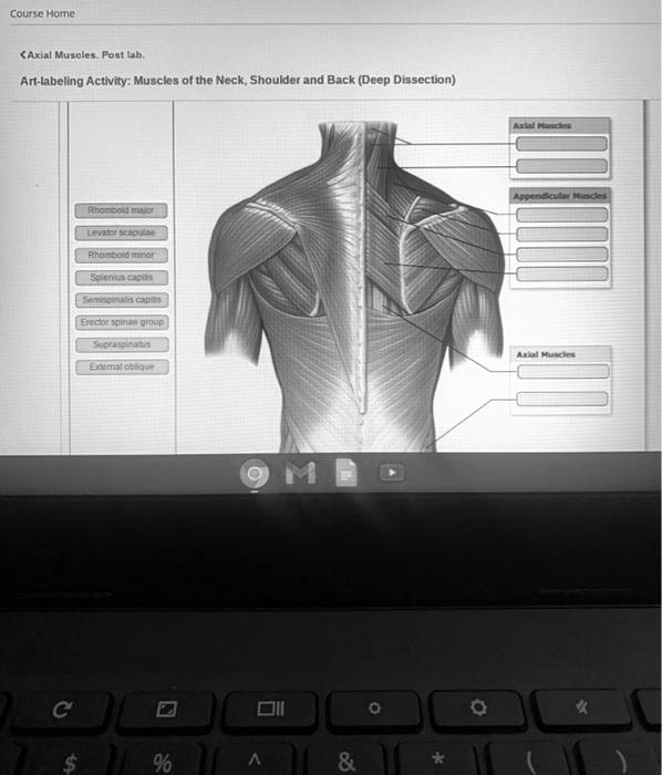 SOLVED: Course Home Axial Muscles Post tab, Art-labeling Activity ...