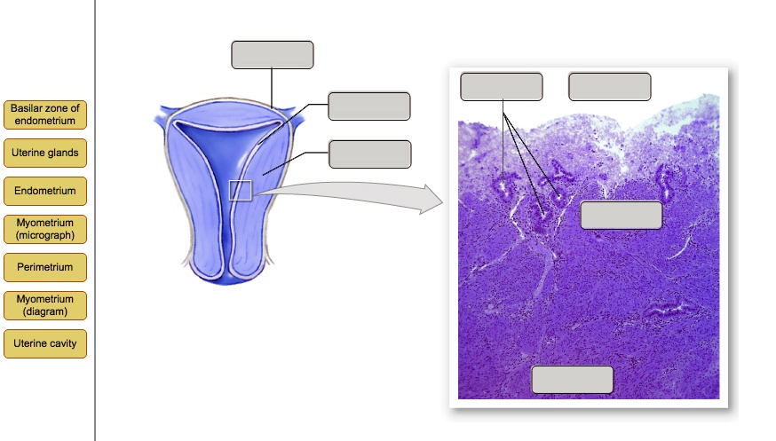 SOLVED: Basilar zone of endometrium Uterine glands Endometnum ...