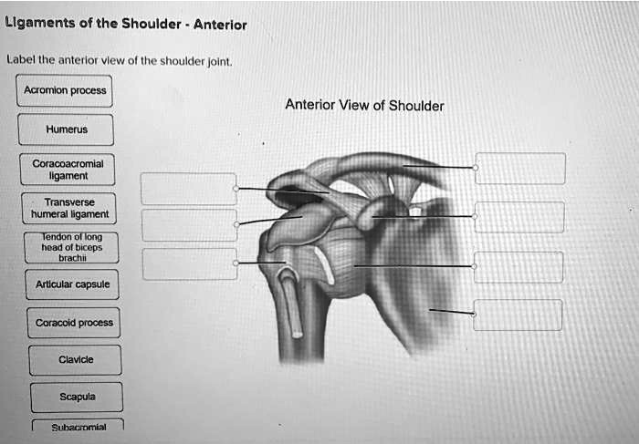 SOLVED: Ligaments of the Shoulder - Anterior Label the anterior view of ...