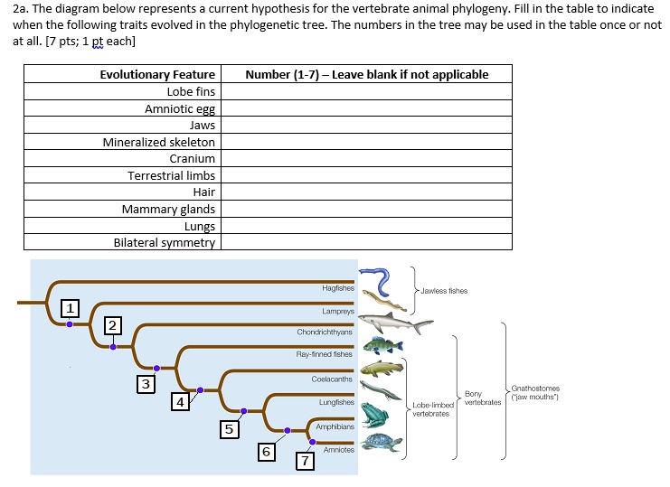 2a. The diagram below represents a current hypothesis for the ...