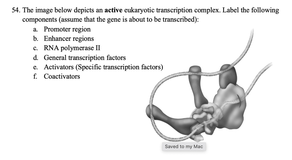 SOLVED: 54. The image below depicts an active eukaryotic transcription ...
