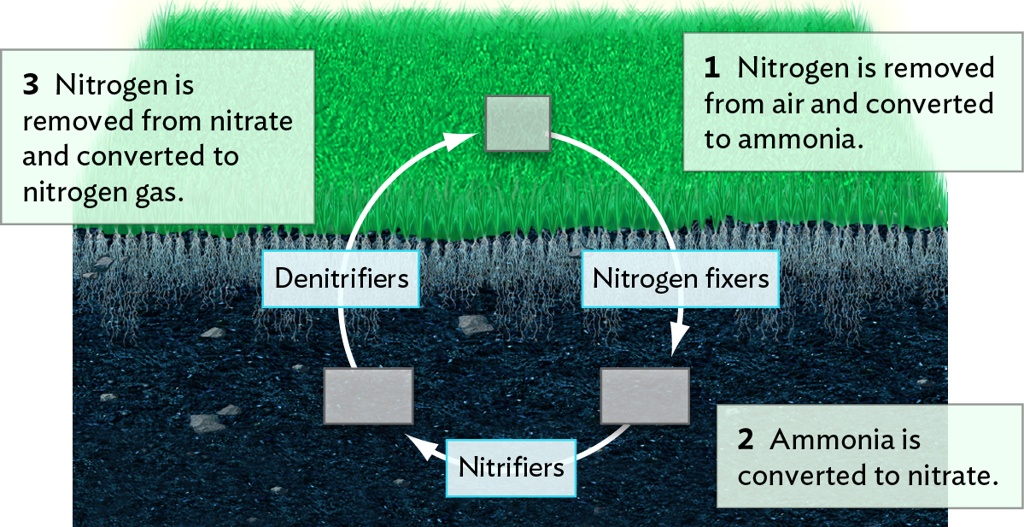 VIDEO solution: 1 Nitrogen is removed from air and converted to ammonia ...