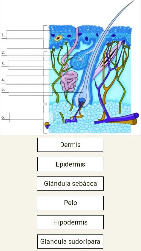 SOLVED: Identifica la estructura de la piel. Utiliza las palabras: dermis, epidermis, hipodermis ...