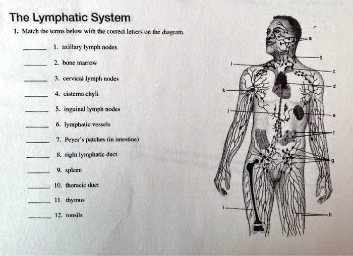 The Lymphatic System 1. Match the terms below with the correct letters ...