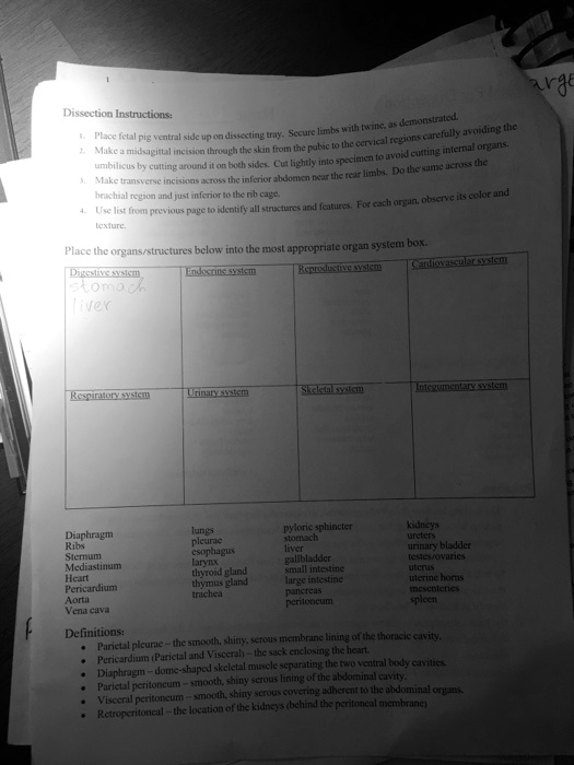 F 1 Dissection Instructions: 1. Place fetal pig ventral side up on ...