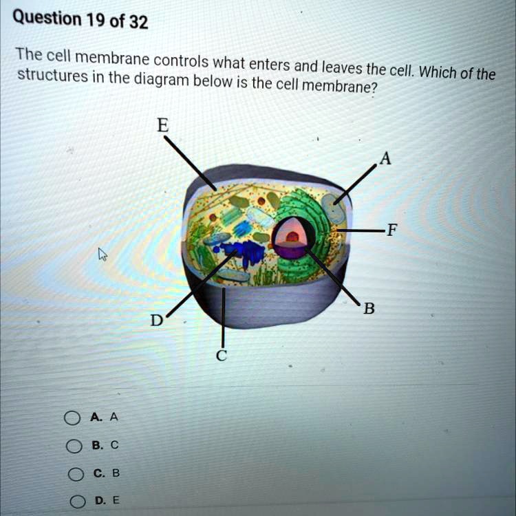 SOLVED: 'The cell membrane controls what enters and leaves the cell ...