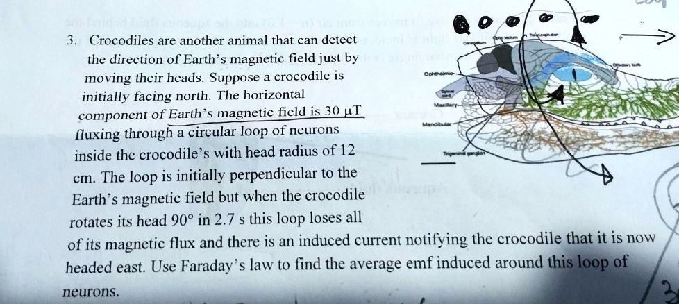3. Crocodiles are another animal that can detect the direction of Earth ...