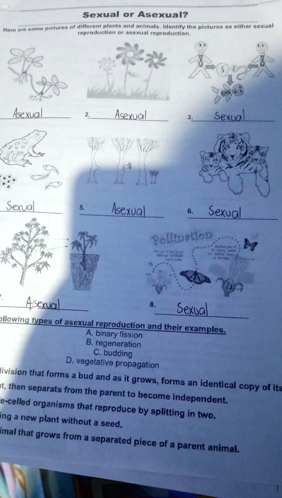 Asexual And Sexual Reproduction Worksheet