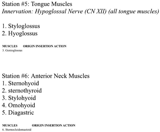 Station #5: Tongue Muscles Innervation: Hypoglossal Nerve...