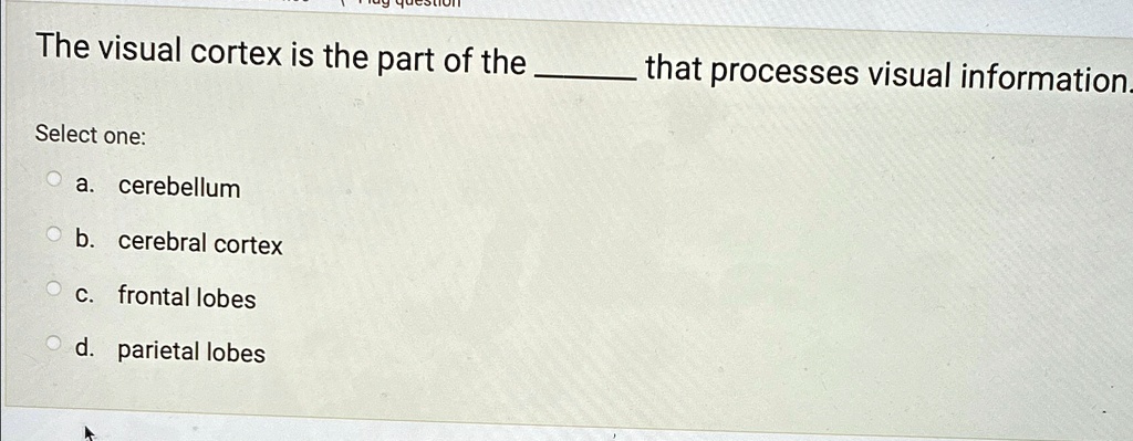 the visual cortex is the part of the that processes visual information select one a cerebellum b ...