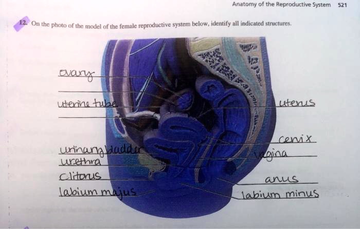 Anatomy of the Reproductive System 521 12. On the photo of the model of ...