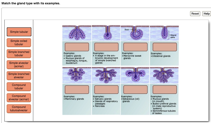 [GET ANSWER] Match the gland type with its examples. Simple tubular ...