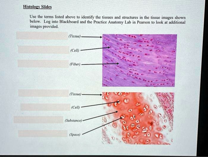 histologyslides use the terms listed above to identify the tissues and ...