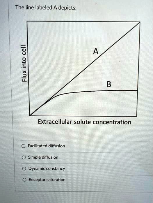 SOLVED: The line labeled A depicts Flux into cell A B Extracellular ...
