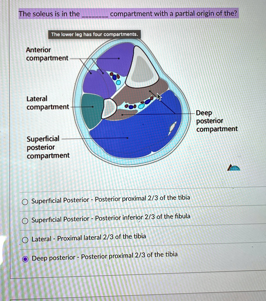 The soleus is in the compartment with a partial origin of the? The lower leg has four ...