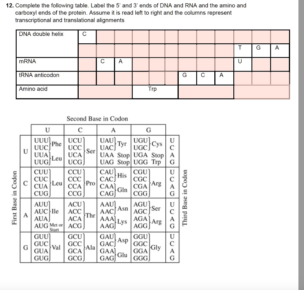 12 complete the following table label the 5 and 3 ends of dna and rna ...
