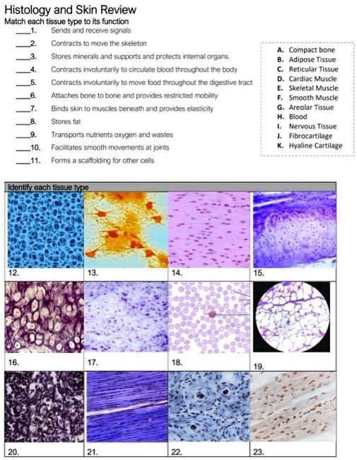 Histology and Skin Review Match each tissue type to its function 1 ...