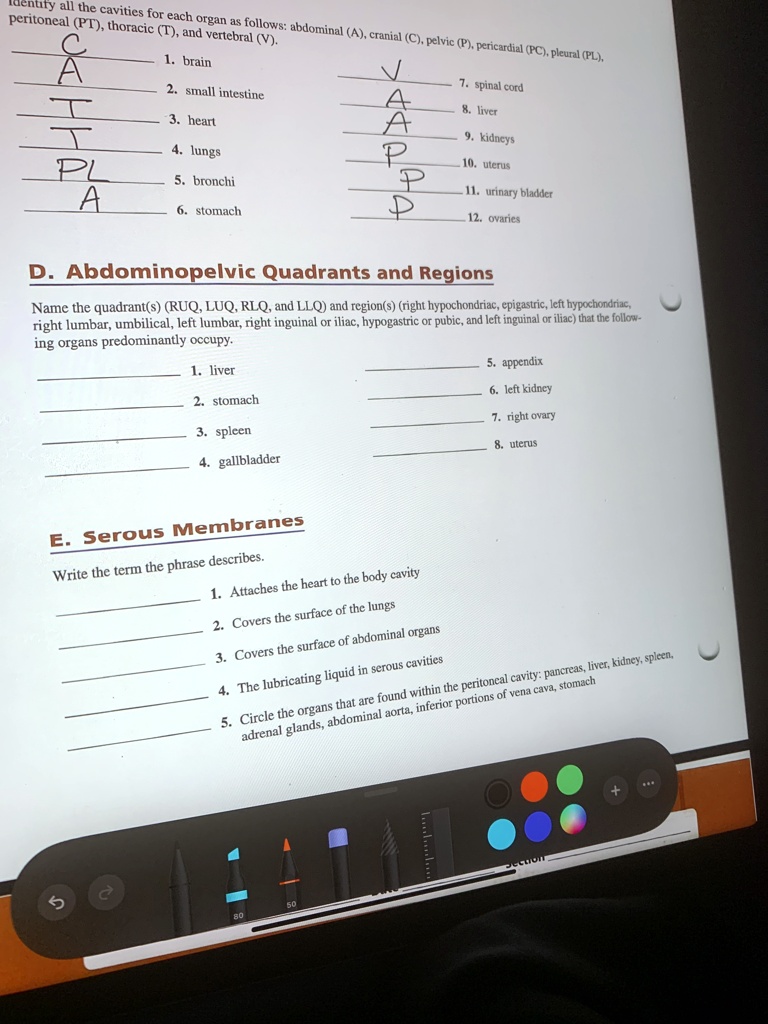 Identify all the cavities for each organ as follows: abdominal (A ...
