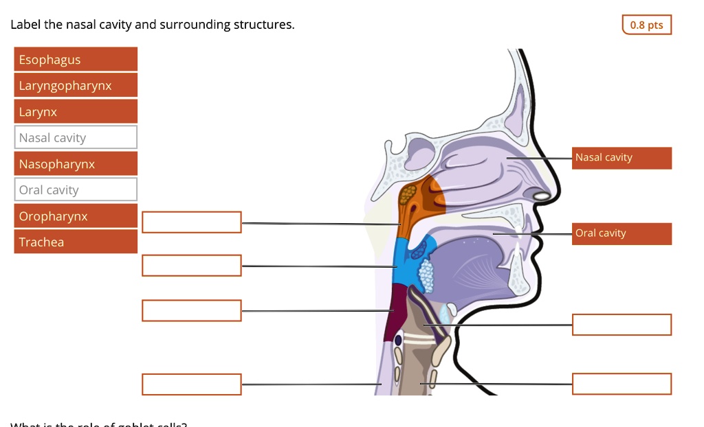 SOLVED: Label the nasal cavity and surrounding structures. 0.8 pts ...
