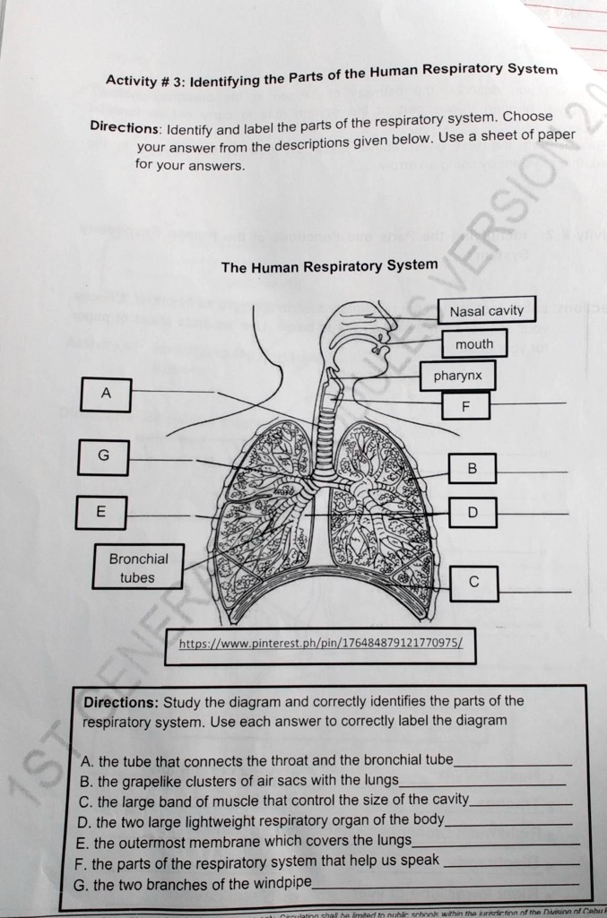 Activity # 3: Identifying the Parts of the Human Respiratory System ...