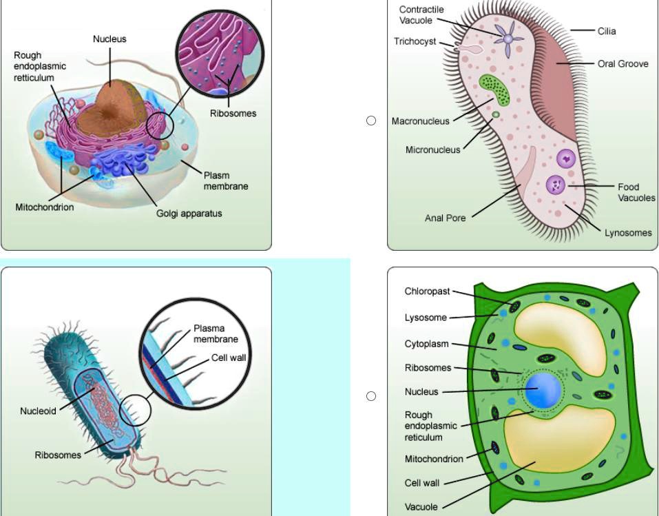 SOLVED: Which image is a correctly labeled prokaryotic cell? Illustration of prokaryotic cell ...