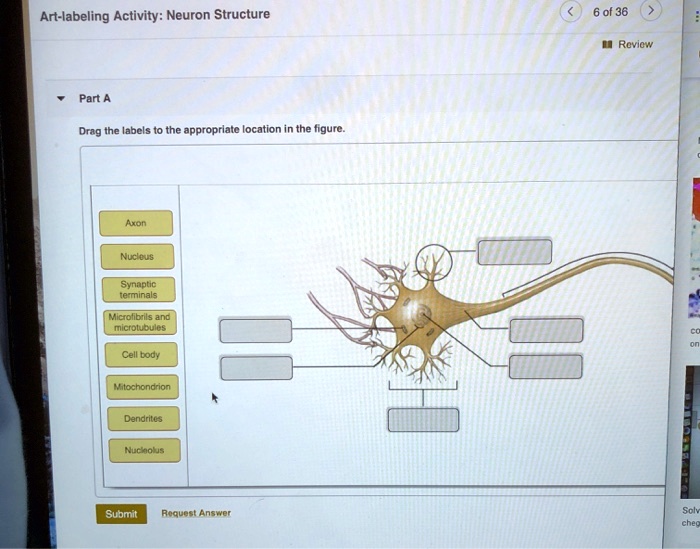 SOLVED: Art-labeling Activity:neuron structure Art-labeling Activity ... SOLVED: Art-labeling Activity:neuron structure Art-labeling Activity ...