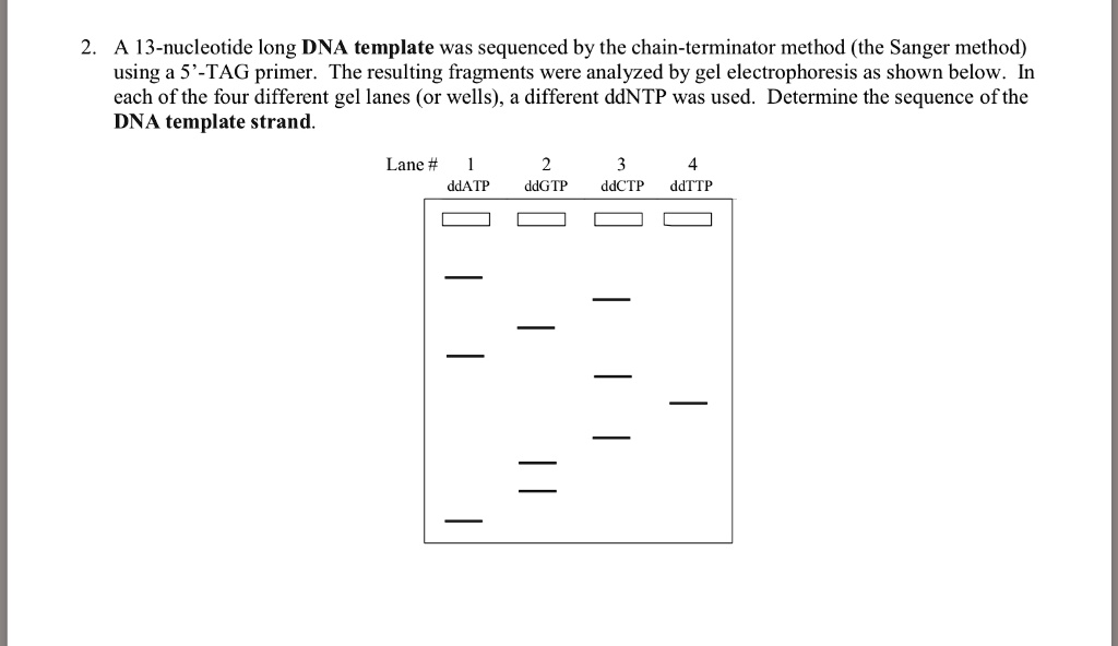 SOLVED: A [3-nucleotide long DNA template was sequenced by the chain-terminator method (the ...