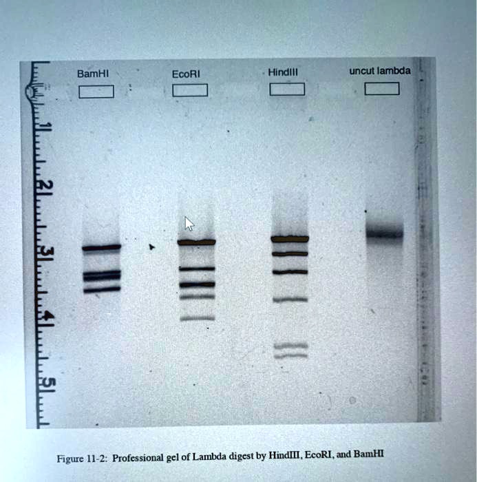 BamHI EcoRI HindIII uncut lambda Figure 11-2: Professional gel of Lambda digest by HindIII ...