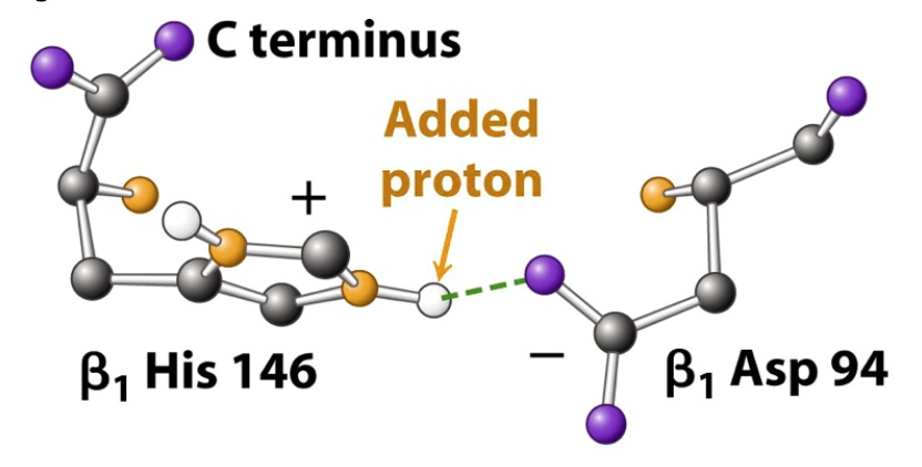 SOLVED: The oxygen binding affinity of hemoglobin is regulated by pH ...