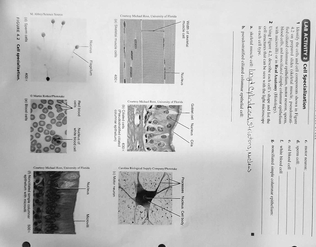 SOLVED: M Abbey/Science dSperm cells FIGURE 4.2Cell specialization. 400 Courtey Michael ...