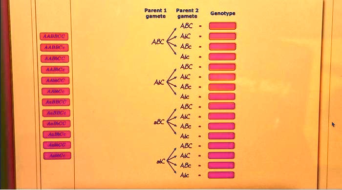 SOLVED: Texts: AABBCC AABBC. AABICC AABbCc A AbbCC A AbbCc AnBBCC ...