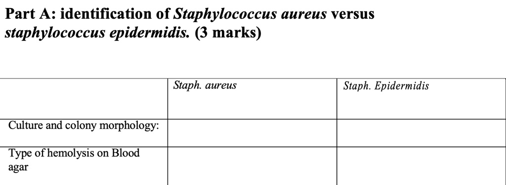 Staphylococcus Aureus Morphology Identification