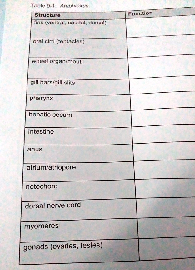 Table 9-1: Amphioxus Structure fins (ventral, caudal, dorsal) oral ...