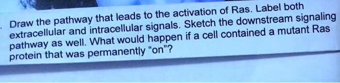 .Draw the pathway that leads to the activation of Ras. Label both ...