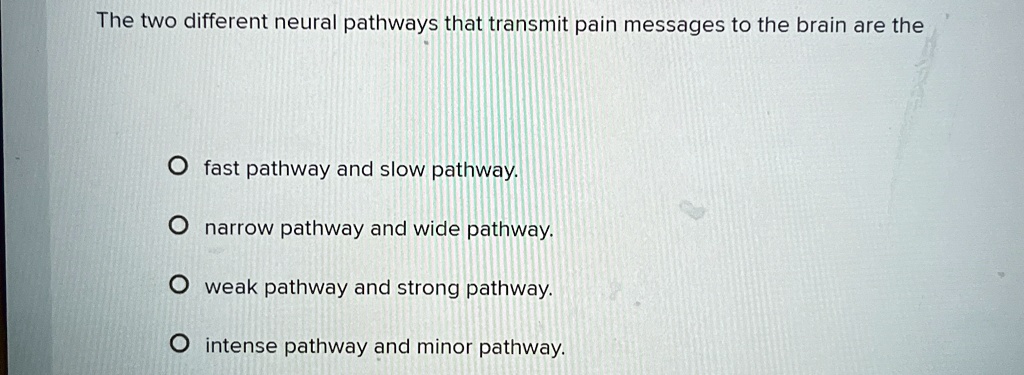 The two different neural pathways that transmit pain messages to the ...