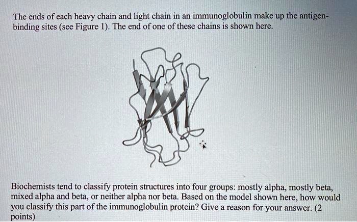 SOLVED: The ends of each heavy chain and light chain in an ...