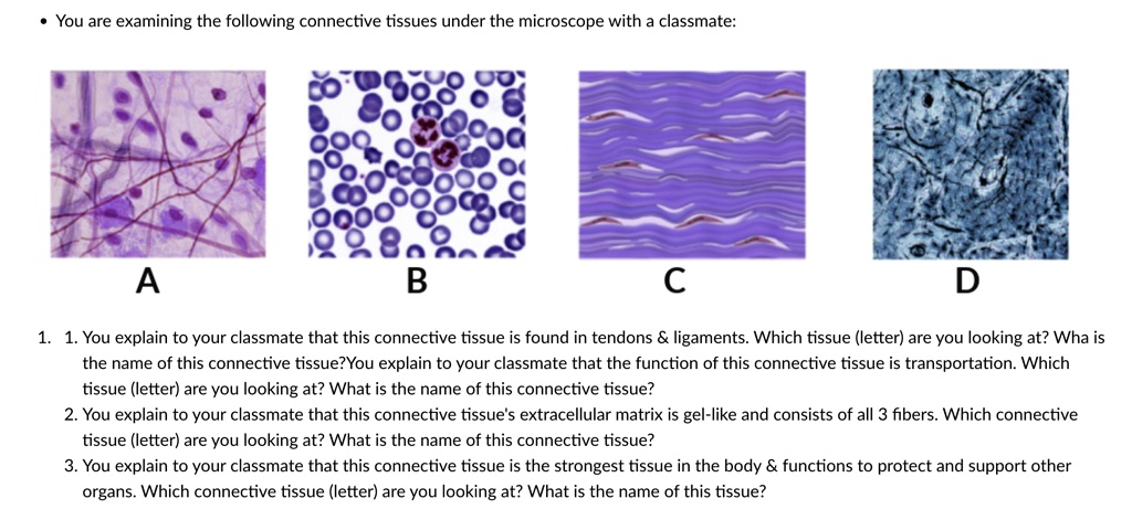 You are examining the following connective tissues under the microscope ...