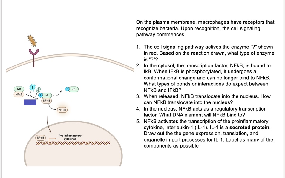 SOLVED: On the plasma membrane, macrophages have receptors that ...