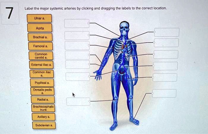 7 Label the major systemic arteries by clicking and dragging the labels ...