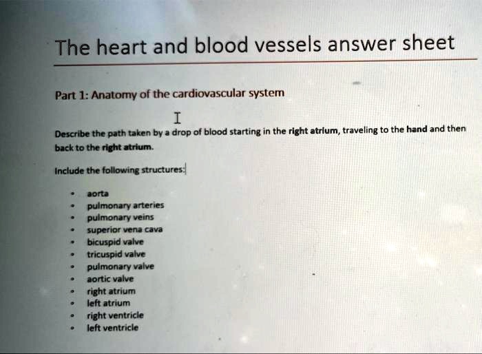 The heart and blood vessels answer sheet part 1 anatomy of...