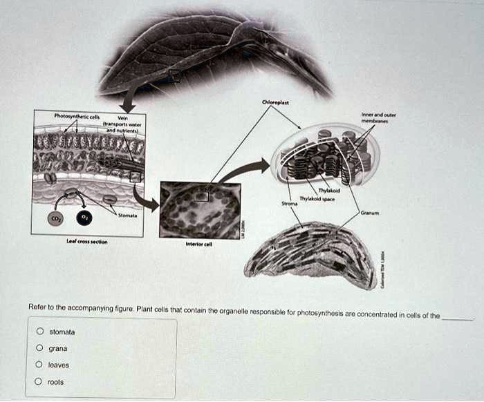 Photosynthetic cells CO? O? Vein (transports water and...