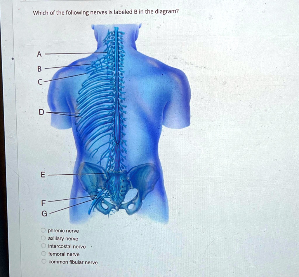 Which of the following nerves is labeled B in the diagram? A B C D E F ...