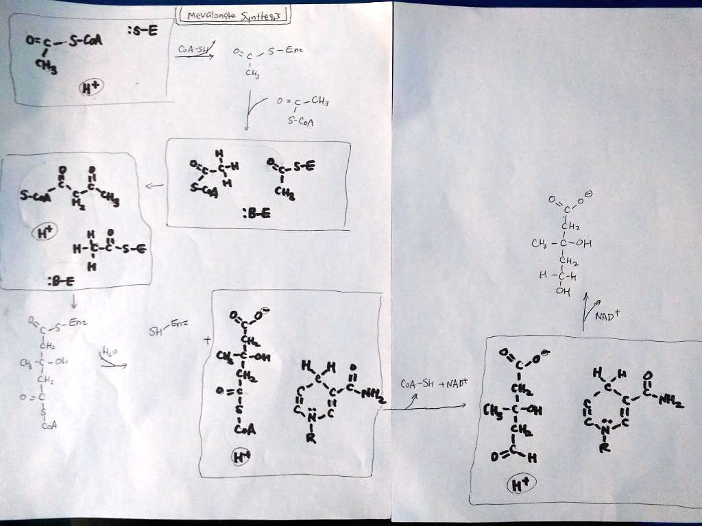 Mevalonate Synthesis :S-E CoA-SH O=C-S-CoA CH3 H^+ O=C-S-Em CH3 O=C-CH3 ...
