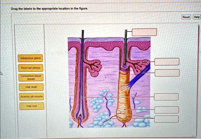 drag the labels to the appropriate location in the figure reset help sebaceous gland root hair ...