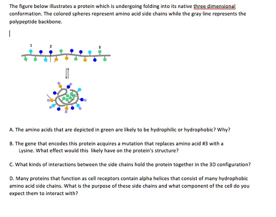 SOLVED: The figure below illustrates a protein which undergoes folding ...