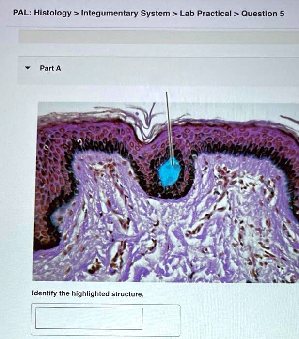 PAL: Histology > Integumentary System > Lab Practical > Question 5 Part ... PAL: Histology > Integumentary System > Lab Practical > Question 5 Part ...