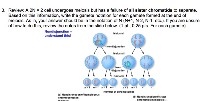 review a zn 2 cell undergoes meiosis but has failure of all sister chromatids to separate based ...