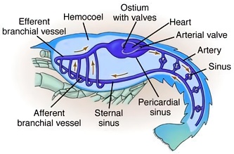 SOLVED: Tolong artikan semua kata dalam gambar ini. Contoh: Heart ...